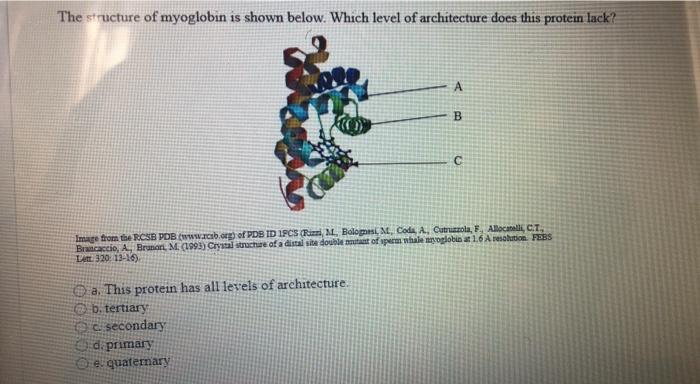 Solved The Structure Of Myoglobin Is Shown Below Which