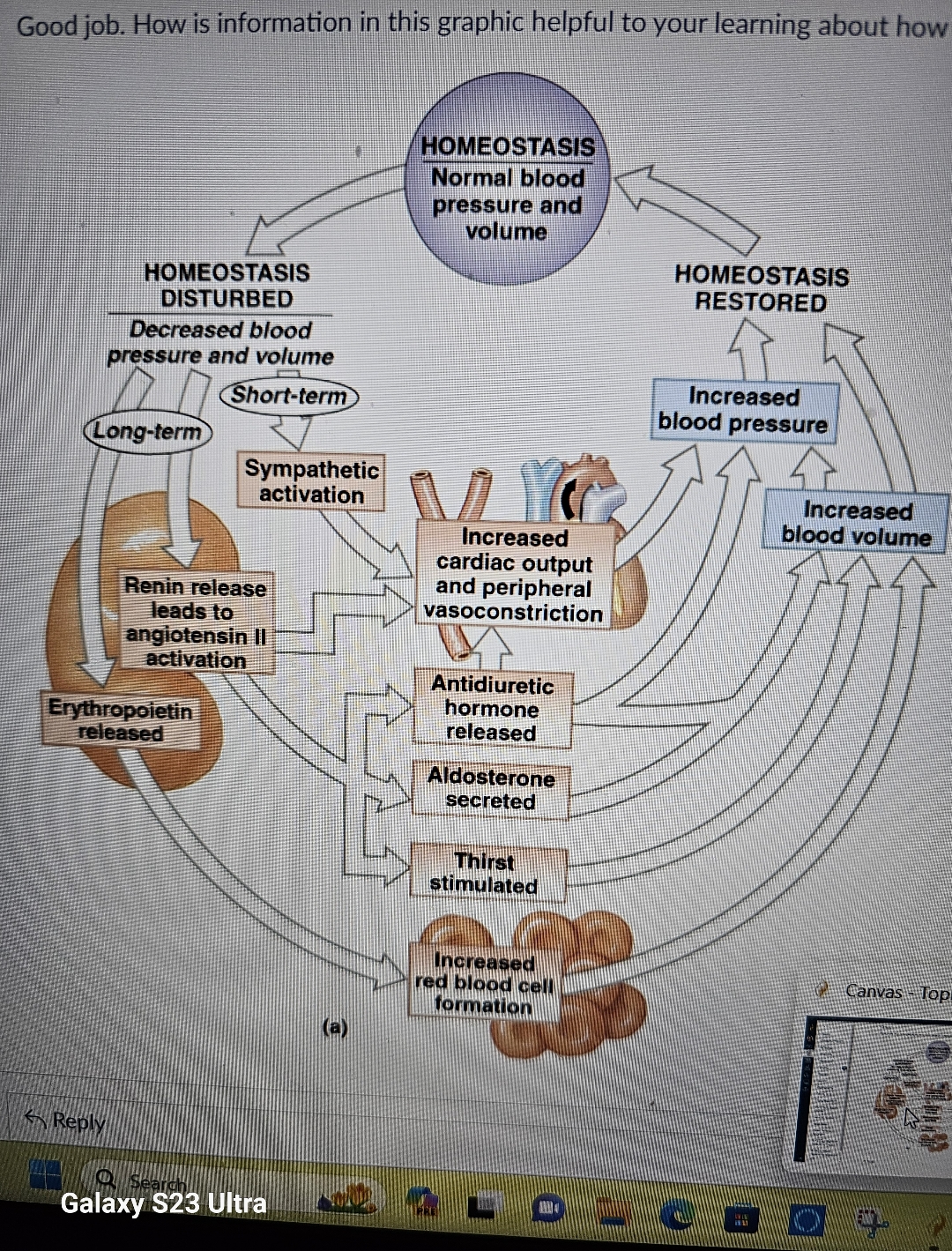 Solved How is information in this graphic helpful to your | Chegg.com