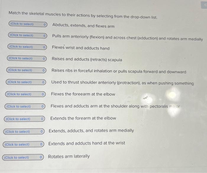 Solved Match the skeletal muscles to their actions by | Chegg.com