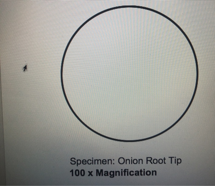 Solved 1 Specimen: Onion Root Tip 100 x Magnification 8. | Chegg.com