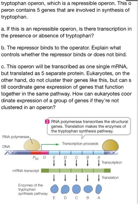 Solved tryptophan operon, which is a repressible operon. | Chegg.com