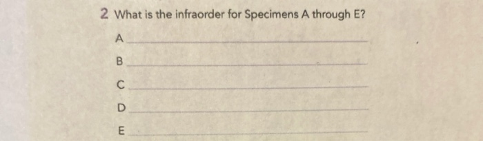 Solved 2 What is the infraorder for Specimens A through E? | Chegg.com