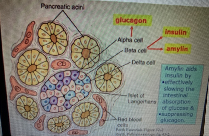 Solved Pancreatic acini glucagon Insulin Alpha cell Beta | Chegg.com