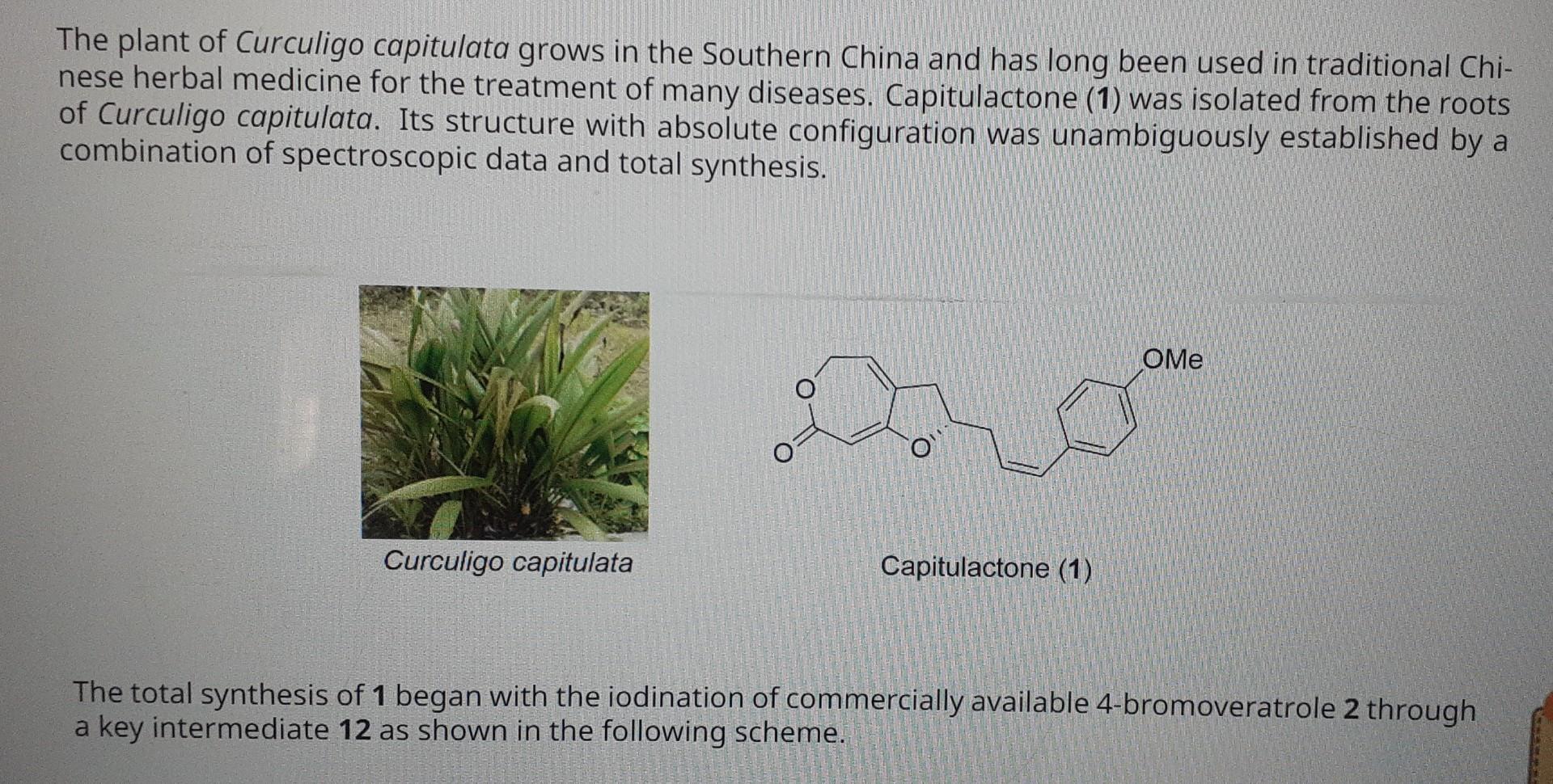 Solved The plant of Curculigo capitulata grows in the | Chegg.com
