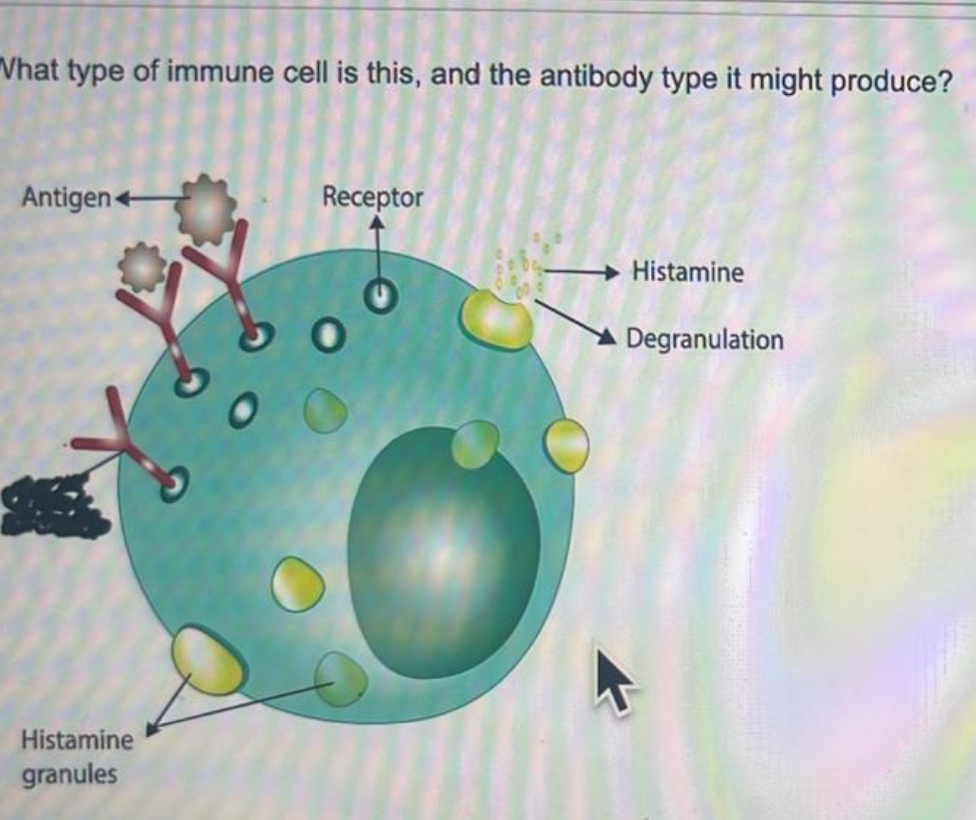 Solved Vhat type of immune cell is this, and the antibody | Chegg.com
