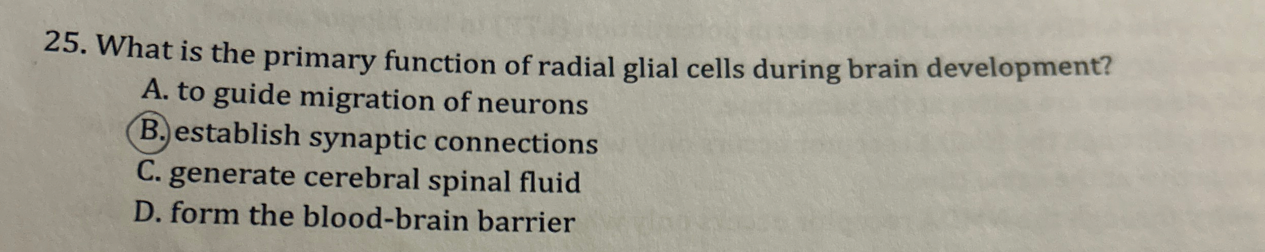 Solved What Is The Primary Function Of Radial Glial Cells