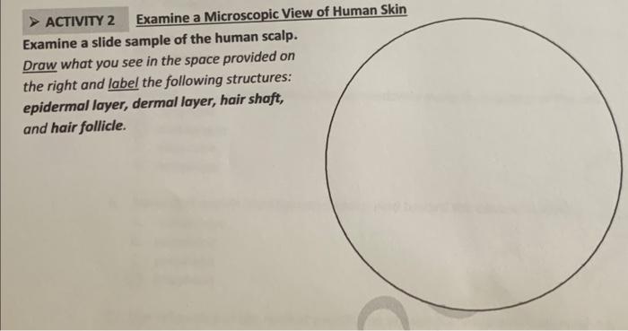 Solved Examine a slide sample of the human scalp. Draw what | Chegg.com