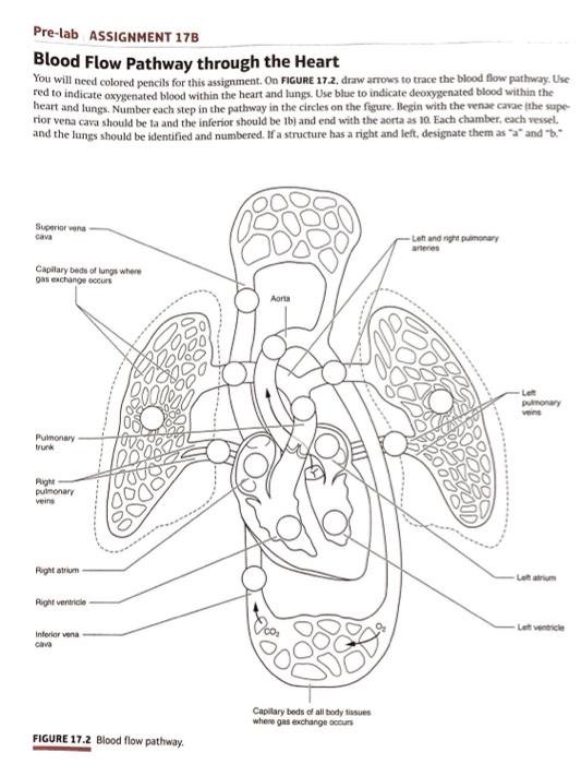 Solved Pre-lab ASSIGNMENT 17B Blood Flow Pathway through the | Chegg.com