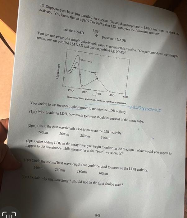 Solved 13. Suppose you have just purified an enzyme (lactare | Chegg.com