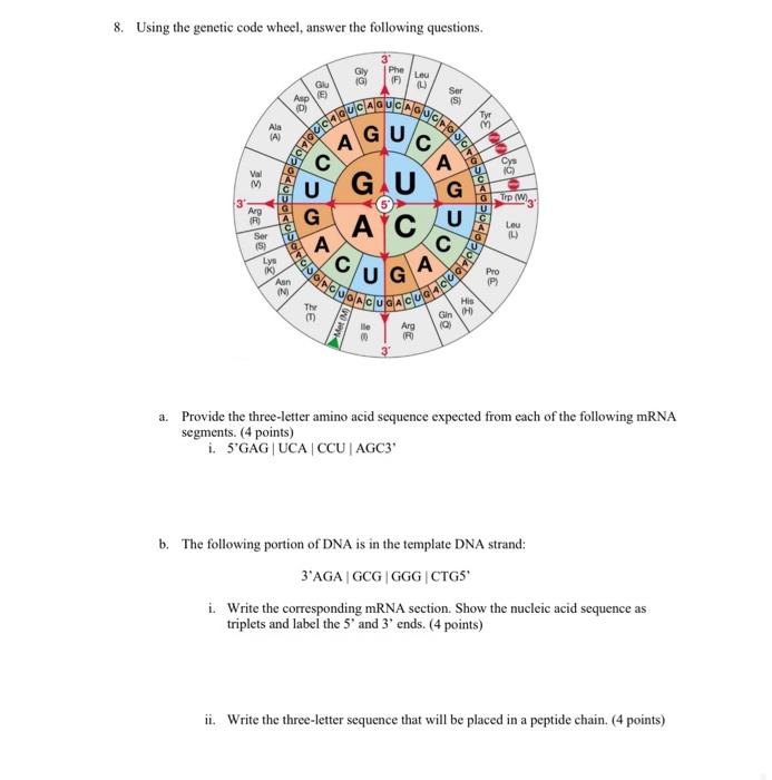 Solved 8. Using the genetic code wheel, answer the following | Chegg.com
