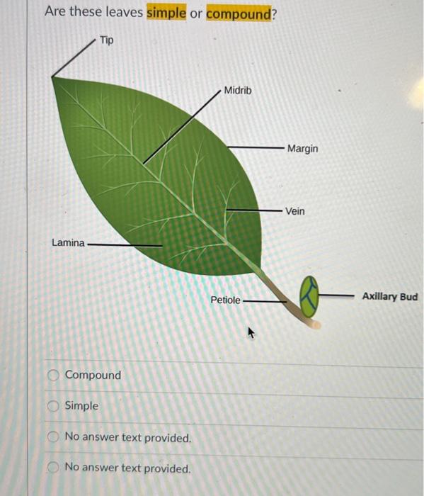 Solved Are these leaves simple or compound? No axillary bud | Chegg.com