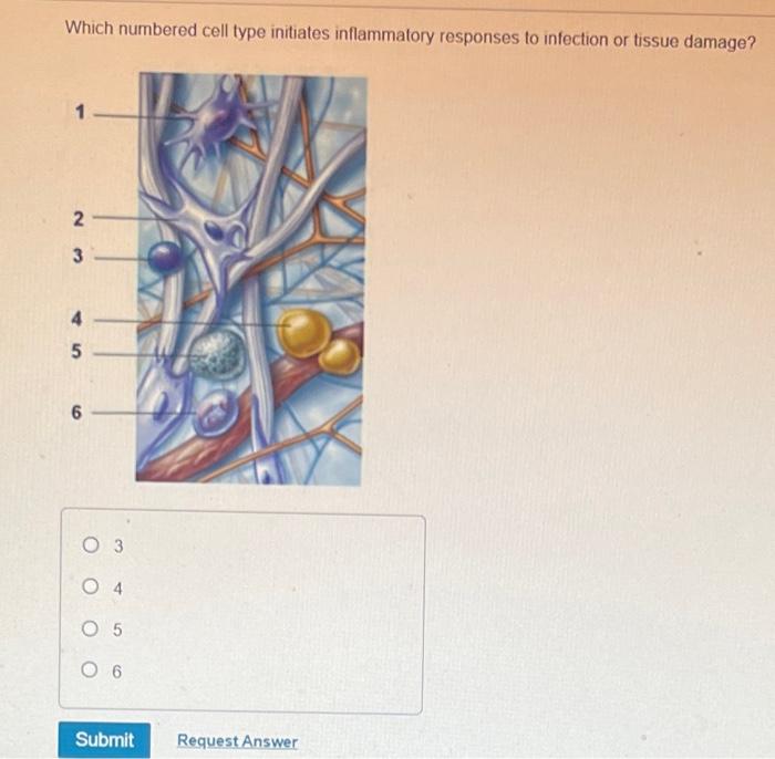 Solved Which numbered cell type initiates inflammatory | Chegg.com