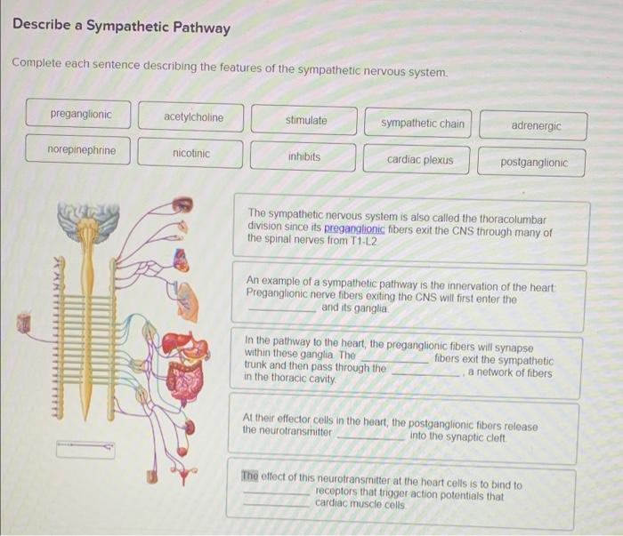 Solved Describe a Sympathetic Pathway Complete each sentence | Chegg.com