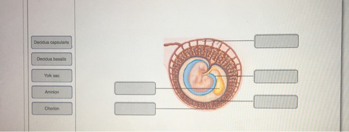 Solved Decidua capsularis Decidua basalis Yolk sac Amnion | Chegg.com