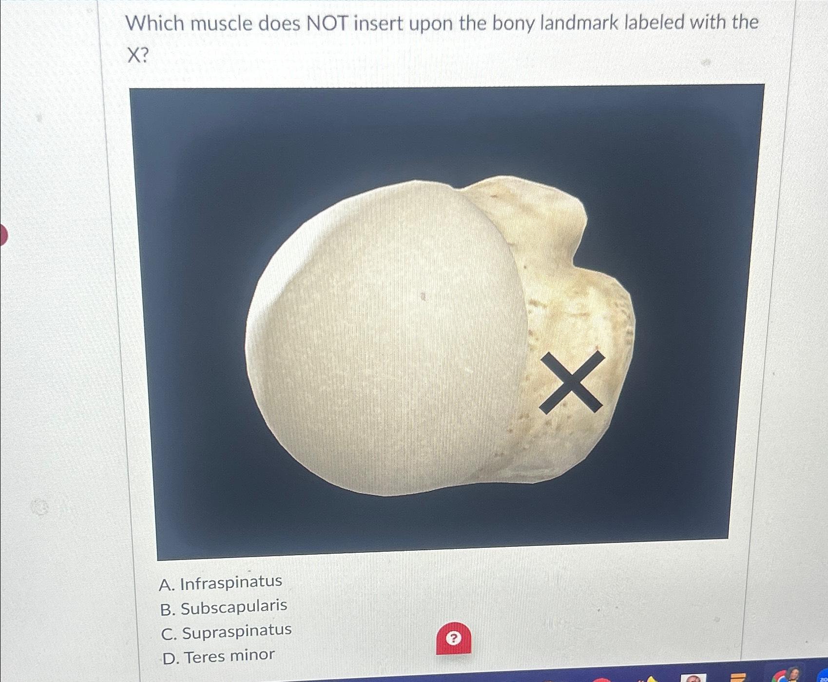 Solved Which muscle does NOT insert upon the bony landmark | Chegg.com