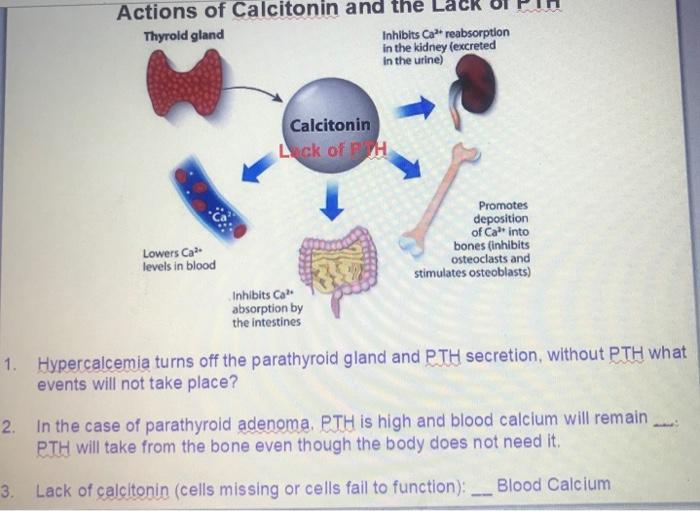 Solved Actions of PTH feedback Calcum in Blood Ca2+ in blood | Chegg.com