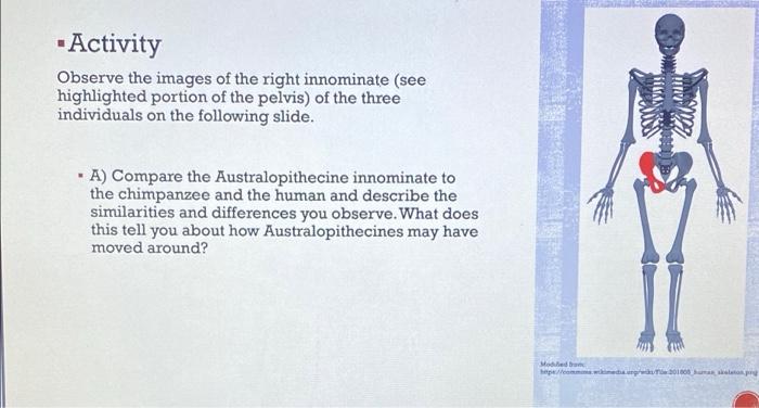 Solved • Activity Observe the images of the right innominate | Chegg.com