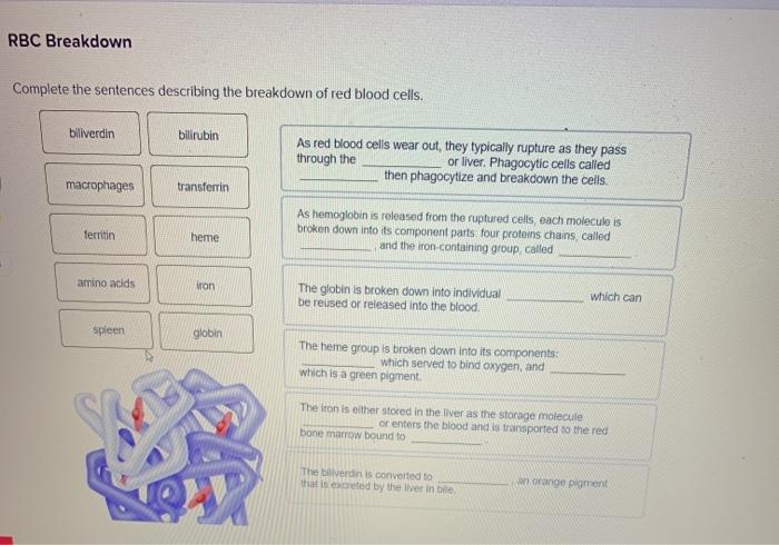 Solved RBC Breakdown Complete the sentences describing the | Chegg.com
