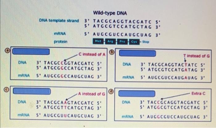 Solved A) Look at the four mutated DNA segments shown below. | Chegg.com
