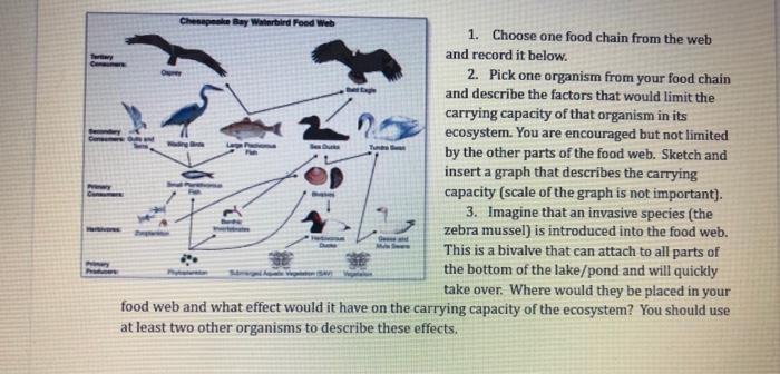 Solved Beu Tuna Chesapeake Bay Waterbird Feed Web 1. Choose | Chegg.com