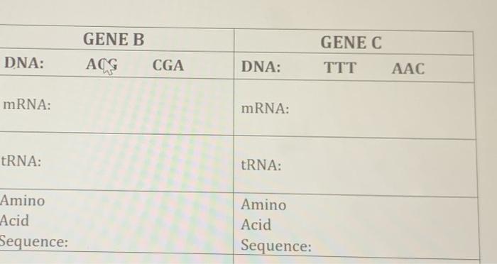 Solved GENEB CGA GENEC DNA: ACG DNA: TTT AAC mRNA: mRNA: | Chegg.com