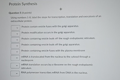 Solved Protein SynthesisQuestion 5 (4 ﻿points)Using numbers | Chegg.com