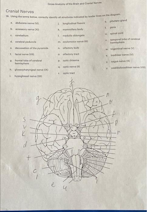 Solved Gross Anatomy of the Brain and Cranial Nerves Cranial | Chegg.com