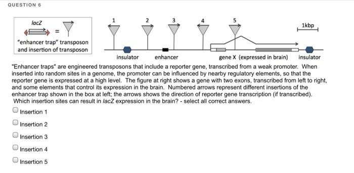 Solved QUESTION 6 lacz 1kbp "enhancer trap" transposon and | Chegg.com