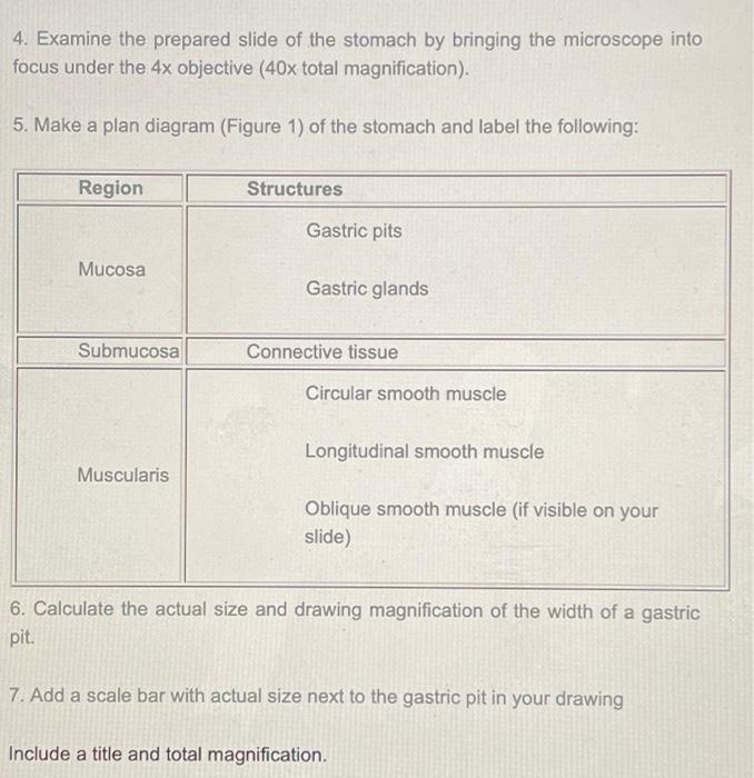 Solved 4. Examine the prepared slide of the stomach by | Chegg.com