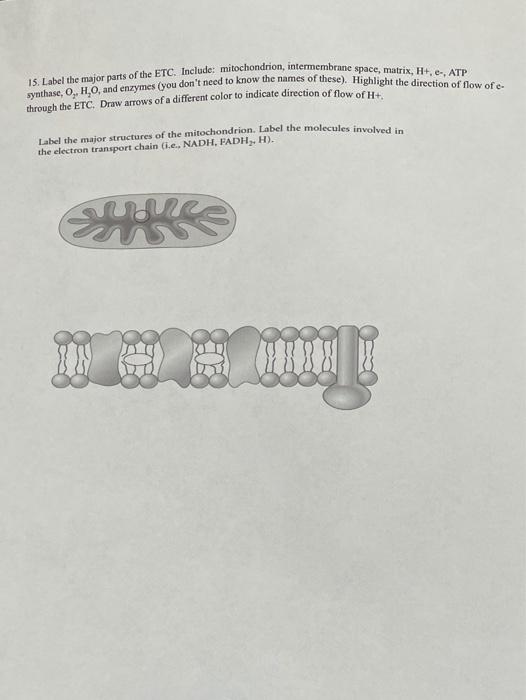 Solved Electron Transport Chain Review Worksheet 1. Where | Chegg.com