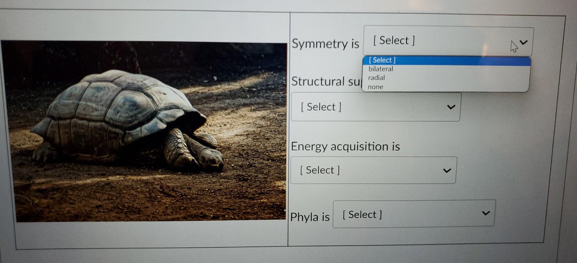 Solved hyla isSymmetry is bilateral Structural support is | Chegg.com