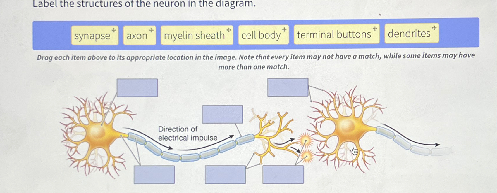 Label the structures of the neuron in the | Chegg.com