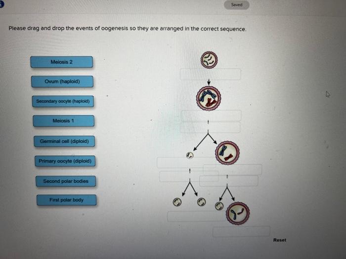 Solved Please drag and drop the events of oogenesis so they | Chegg.com