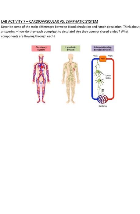 Solved LAB ACTIVITY 7 - CARDIOVASCULAR VS. LYMPHATIC SYSTEM | Chegg.com