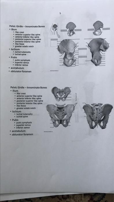 Solved Pelvic Girdle -- Innominate Bones .flium • liac crest | Chegg.com