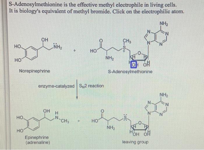 Solved S-Adenosylmethionine is the effective methyl | Chegg.com