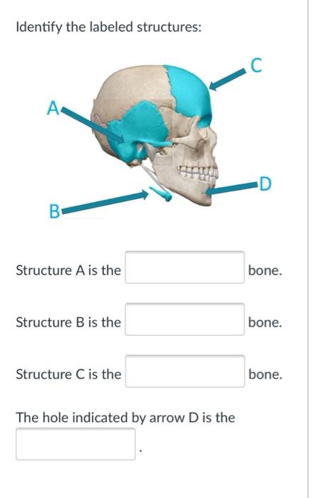 Solved Identify the labeled structures: С А. D B В Structure | Chegg.com