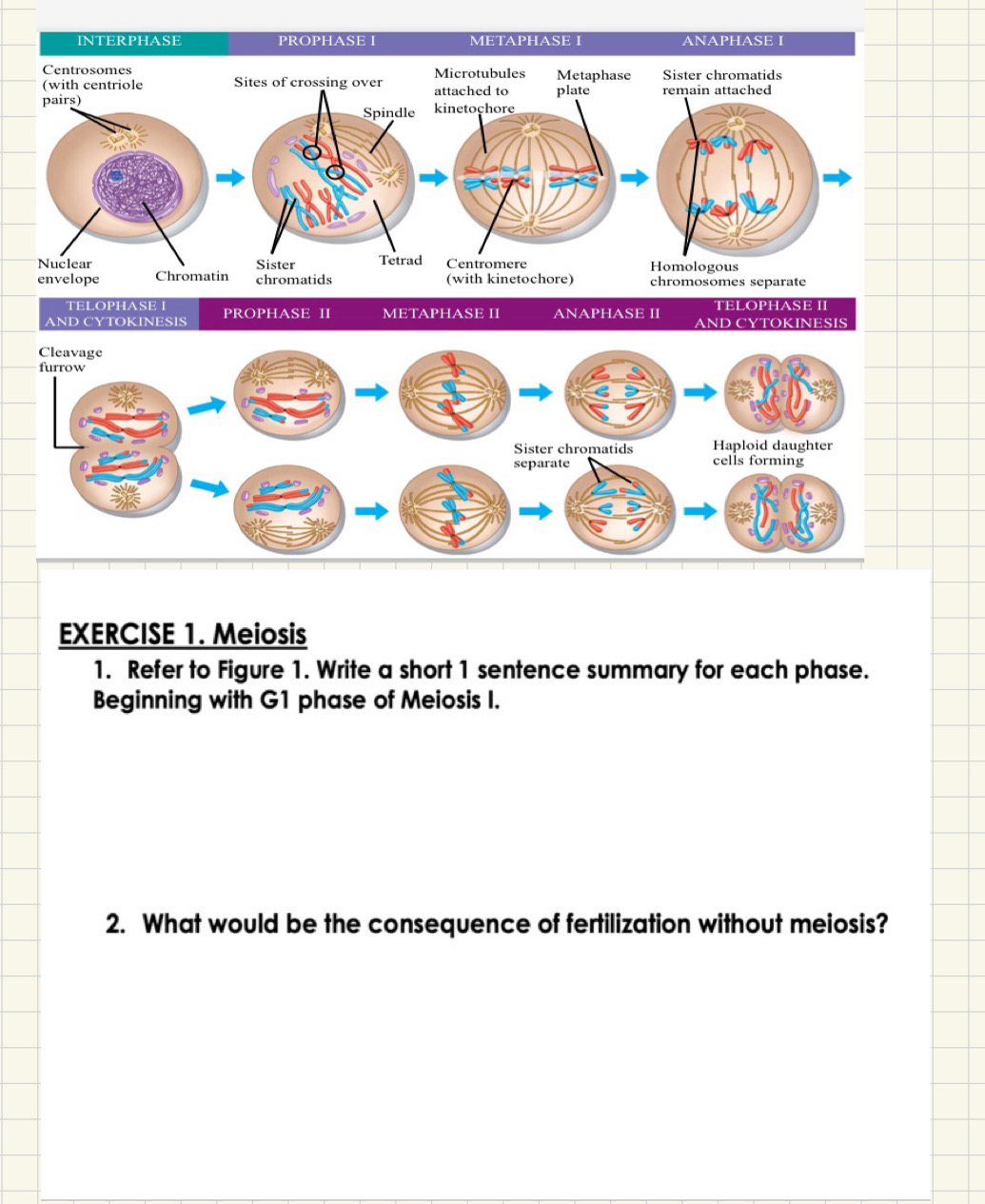 Solved EXERCISE 1.MeiosisRefer to Figure 1. ﻿Write a short 1 | Chegg.com