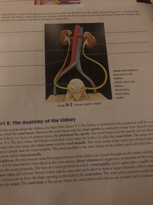 Solved Examine the model of the urinary system on your table | Chegg.com