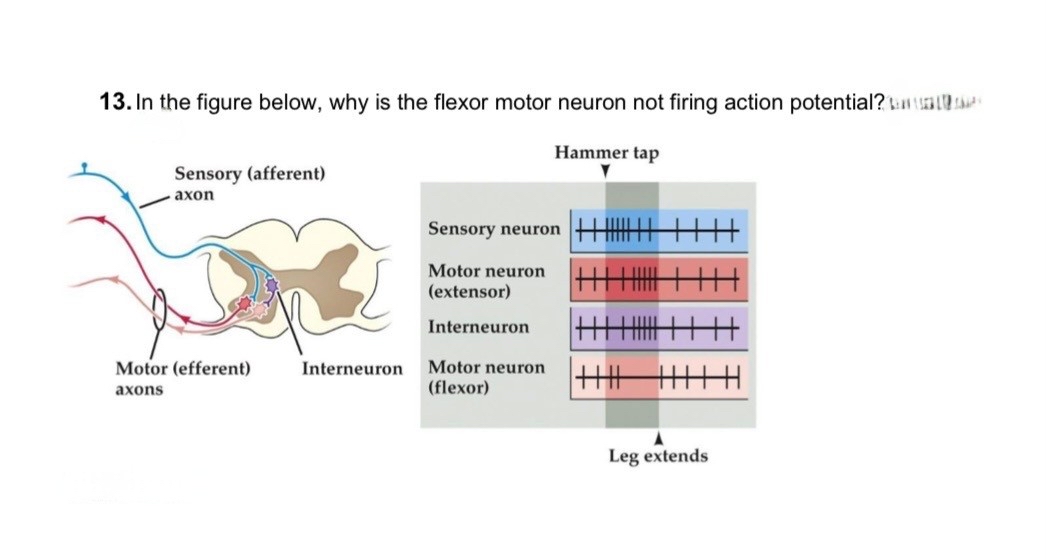 Solved In the figure below, why is the flexor motor neuron | Chegg.com