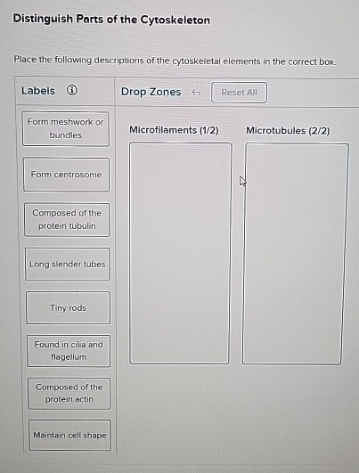 Solved Distinguish Parts of the CytoskeletonPlace the | Chegg.com