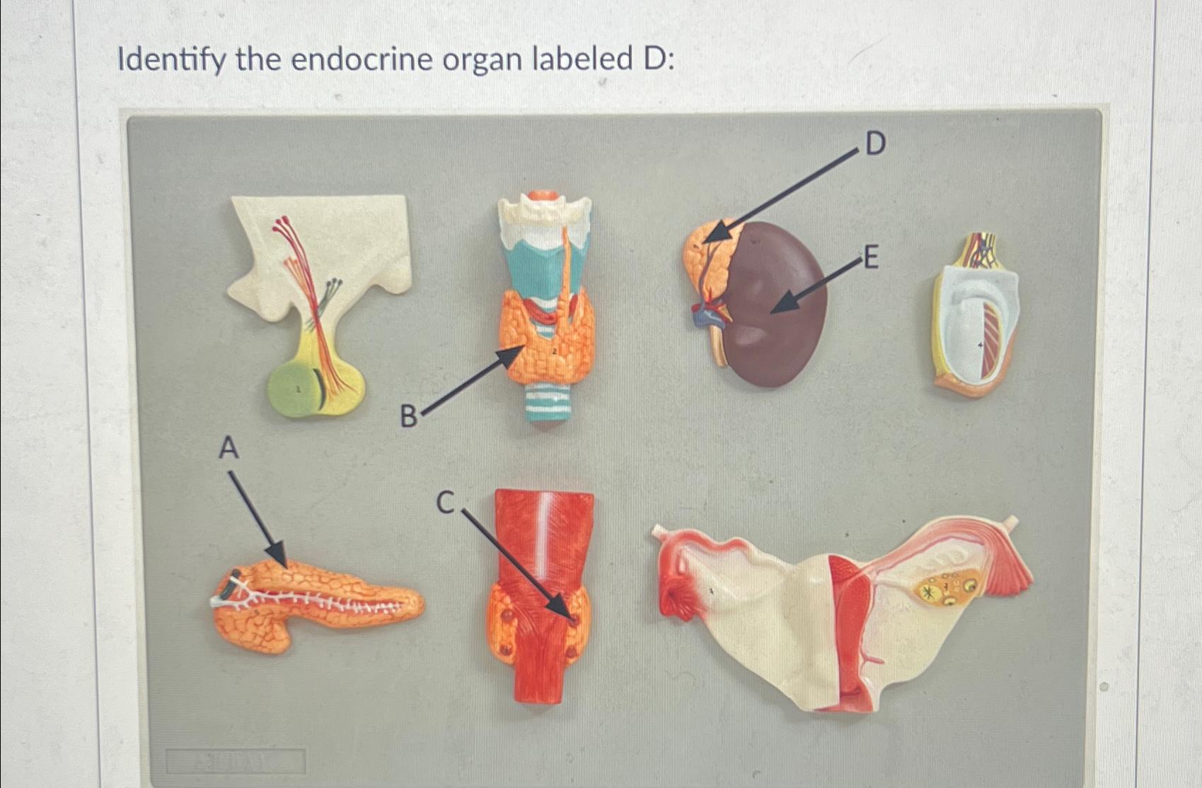 Solved Identify the endocrine organ labeled D: | Chegg.com