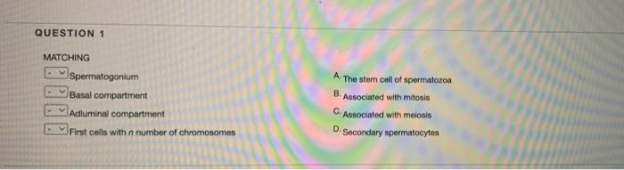Solved QUESTION 1 MATCHING Spermatogonium Basal compartment | Chegg.com