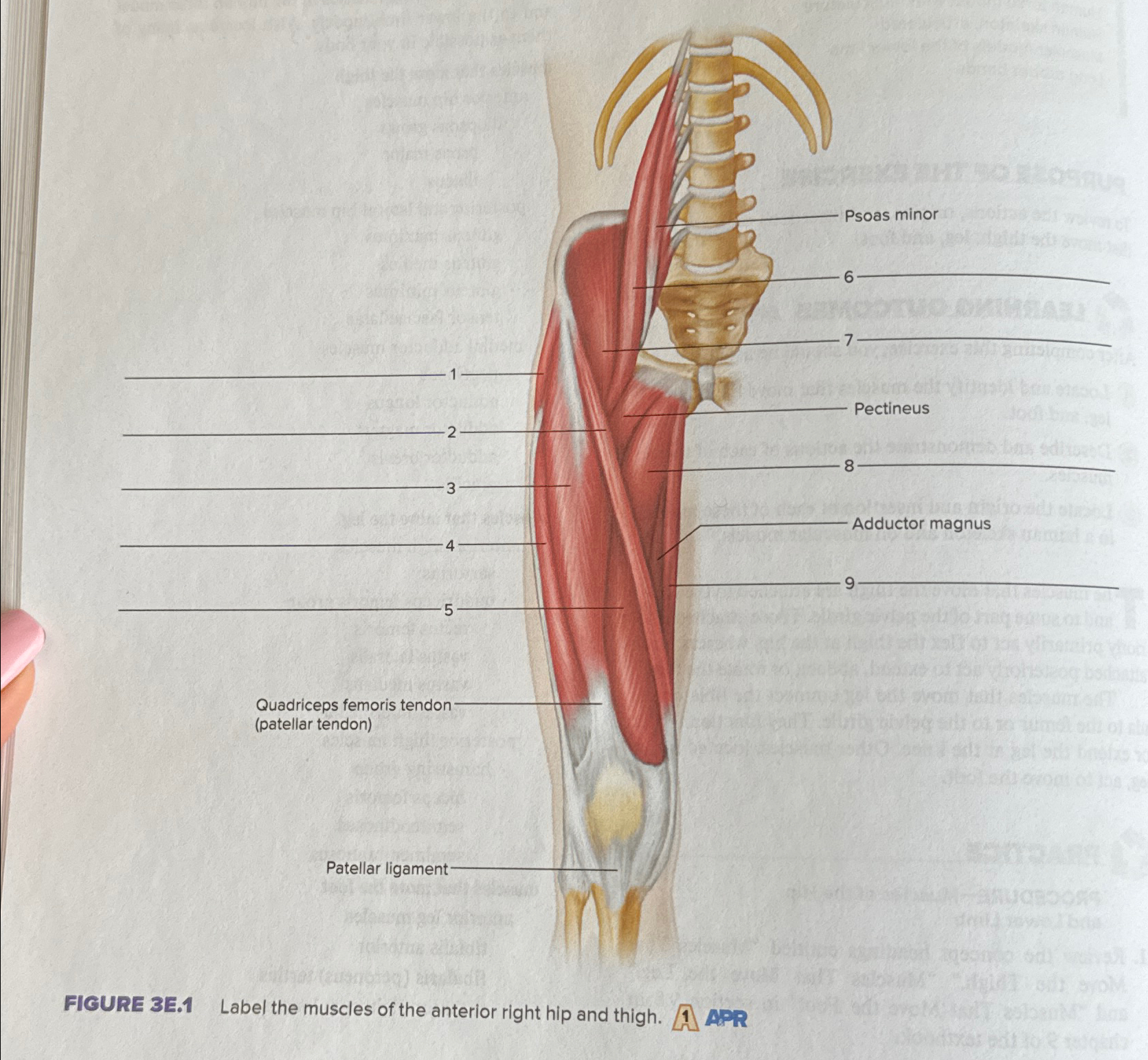 Solved FICURE 3E. 1 ﻿Label the muscles of the anterior right | Chegg.com