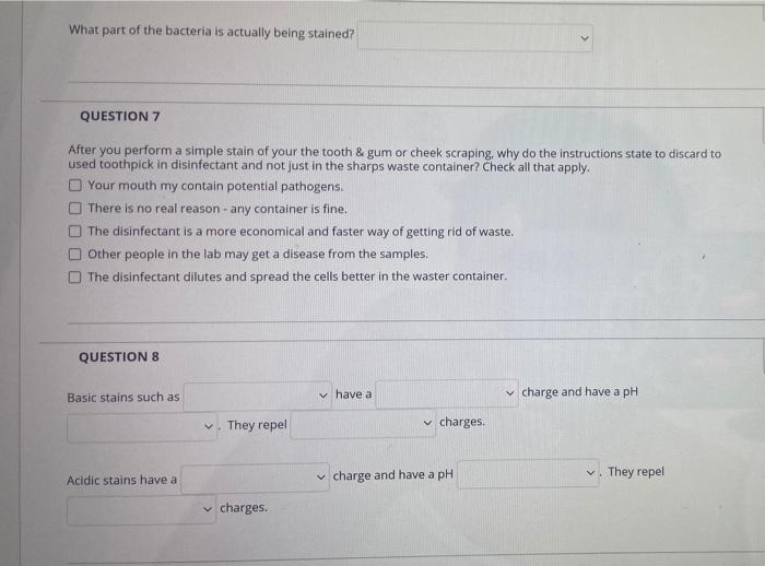Solved What part of the bacteria is actually being stained? | Chegg.com