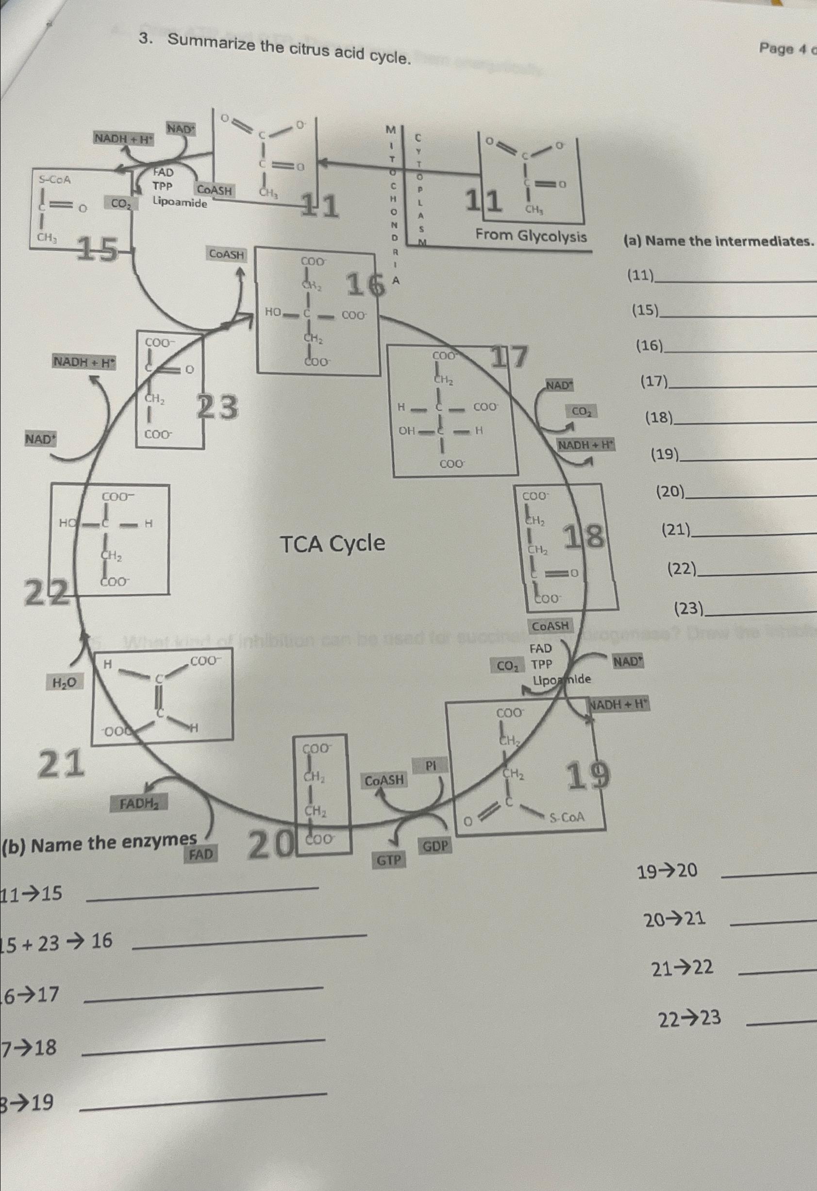 Solved Summarize the citrus acid cycle.Page 4 | Chegg.com