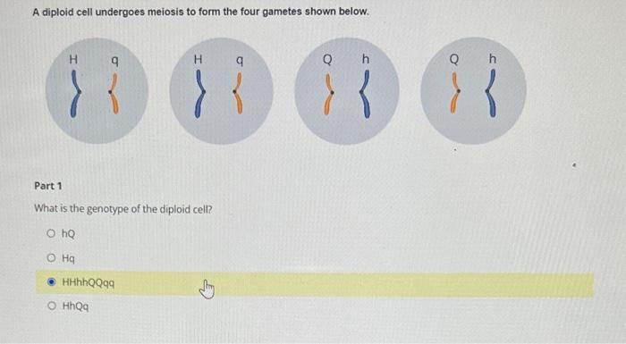 Solved A diploid cell undergoes meiosis to form the four | Chegg.com