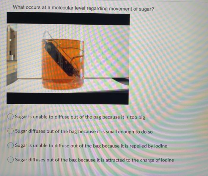 Solved I set up a diffusion experiment using dialysis | Chegg.com