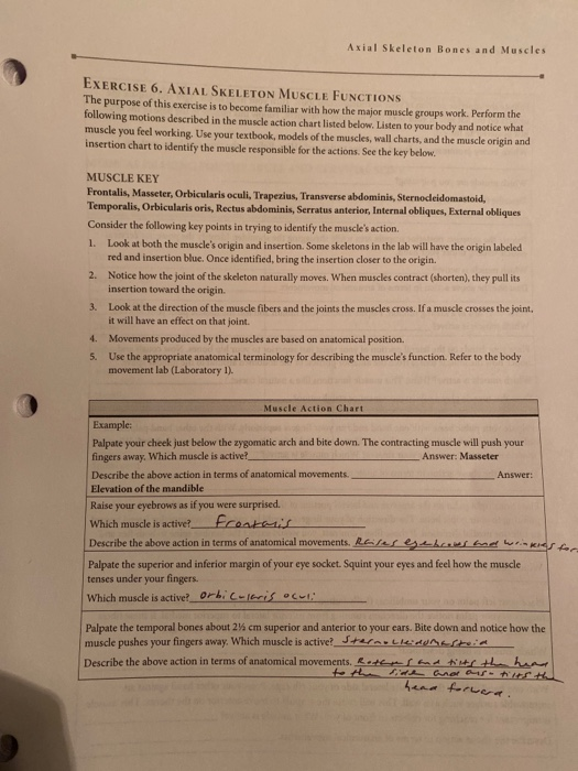 Solved Axial Skeleton Bones and Muscles EXERCISE 6. AXIAL | Chegg.com