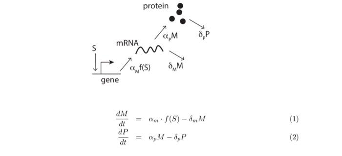 (b) Assume that the TF fractional occupancy on the | Chegg.com